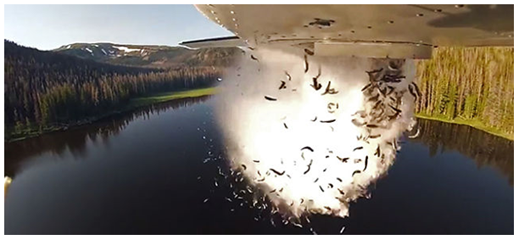 Dances With Bears » RUSSIA DROPS FISH BOMB ON NEW ZEALAND AFTER NZ ...